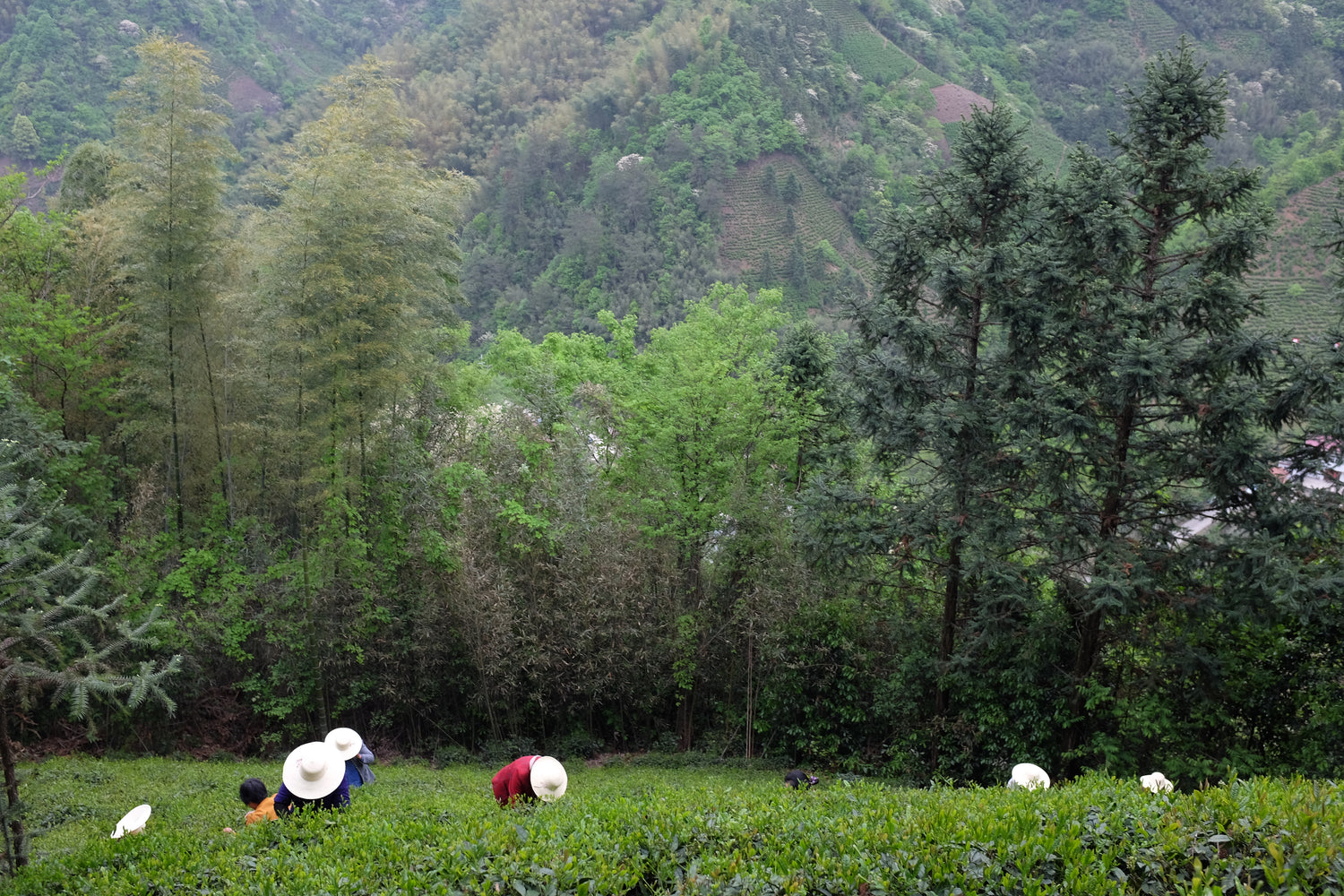 A Tea Lover's Guide To Tea Season in China's Top Terroir – Tea Drunk