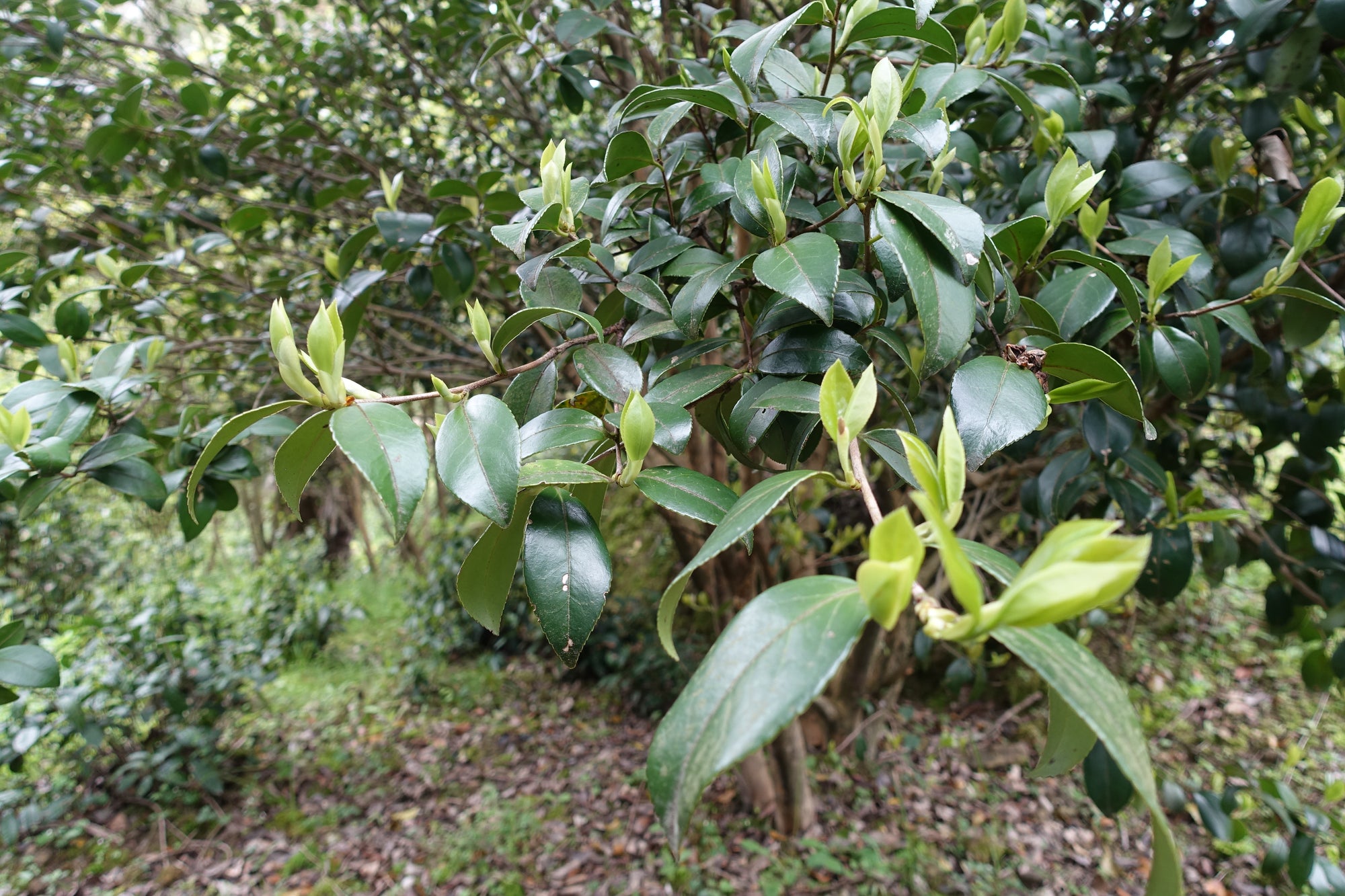 What is Red Tea? | Learn Chinese Tea Knowledge | Tea Drunk