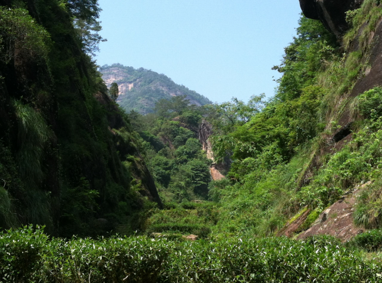 What is Yan Cha? | Learn Chinese Knowledge | Tea Drunk