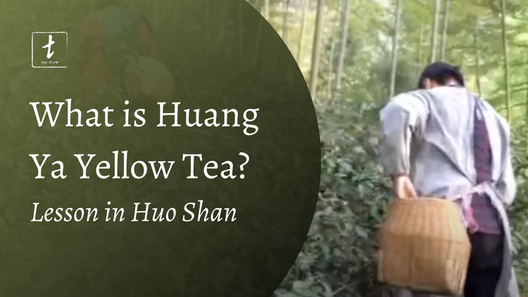 The Rarest Tea In The World | Chinese Yellow Tea | Tea Drunk