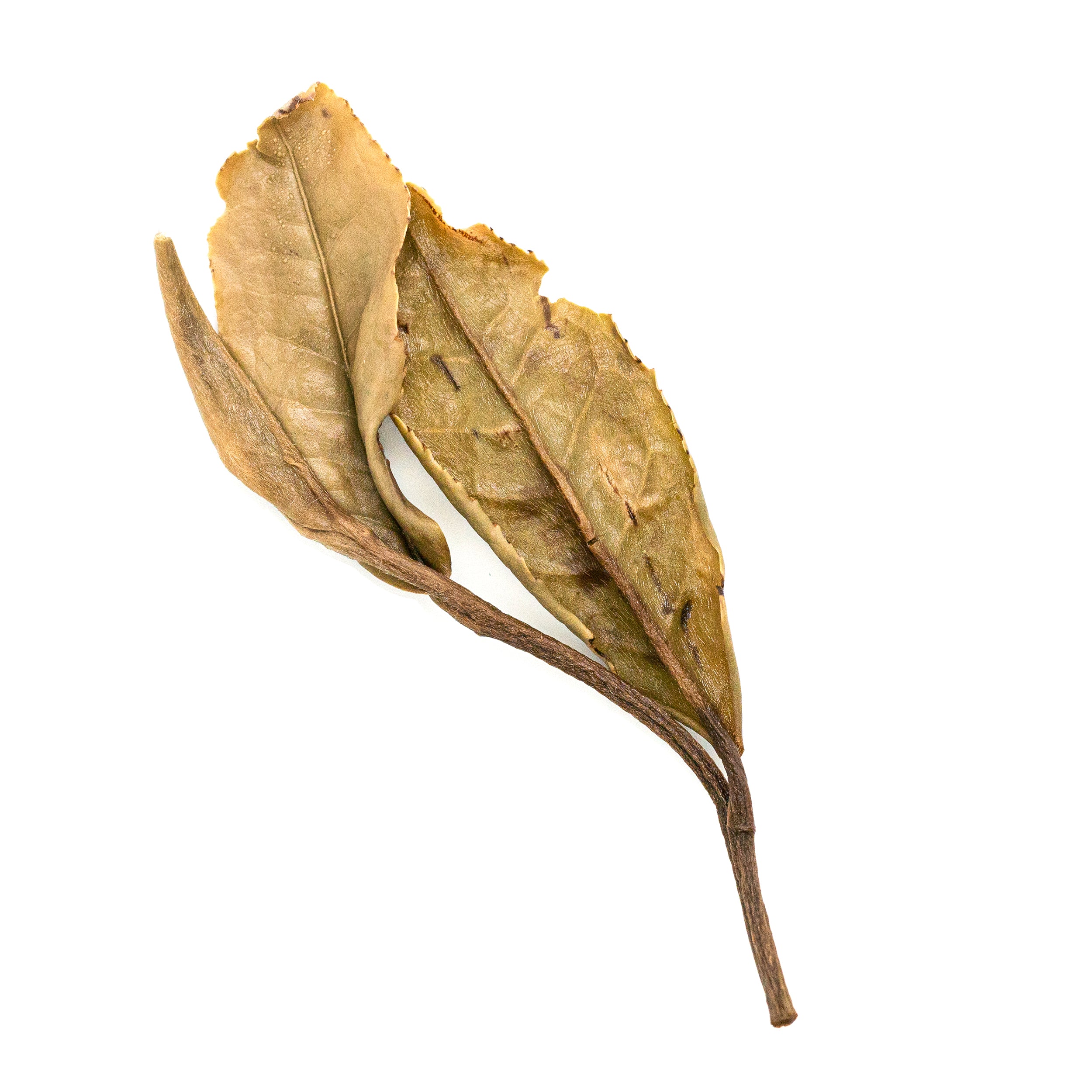 Buy Bai Mu Dan Tea Drunk Everyday - White Tea